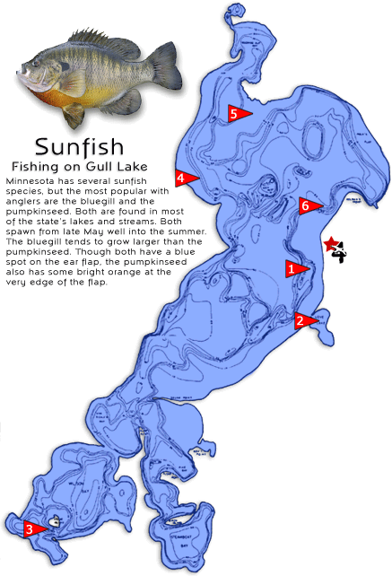 Sunfish - MN Fishing - MN Sunfishing - Brainerd Resorts - Gull Lake ...